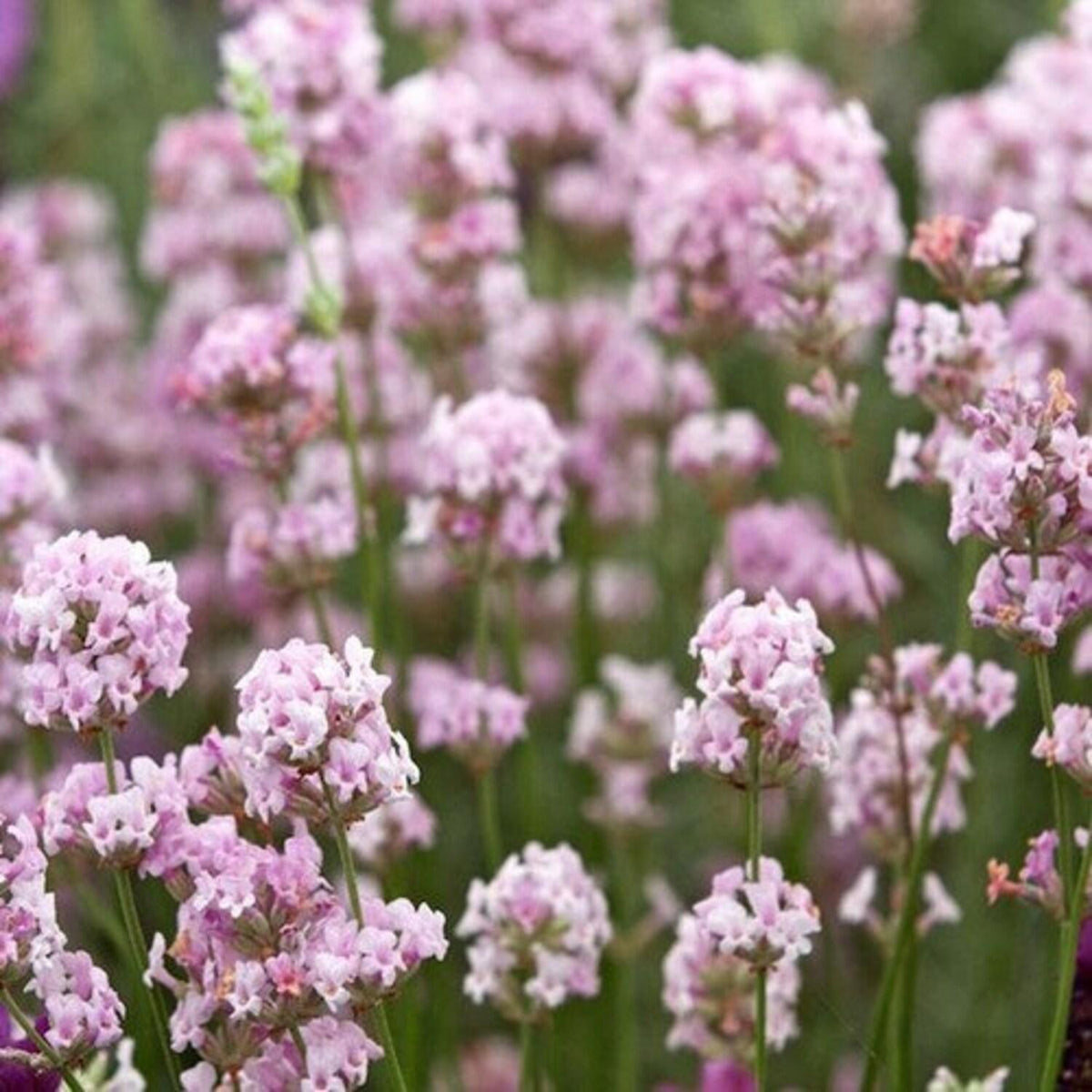 Lavender Rosea Flower Seeds (lavandula Angustifolia Rosea) 35+ Seeds ...