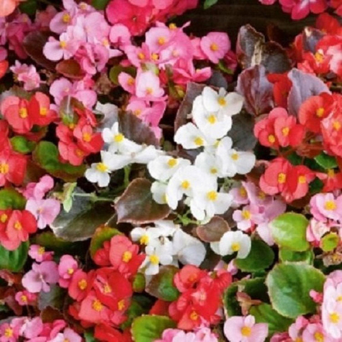 30+ Seeds Begonia Ambassador Mix Annual Flower Seeds - Perfect for Pla ...