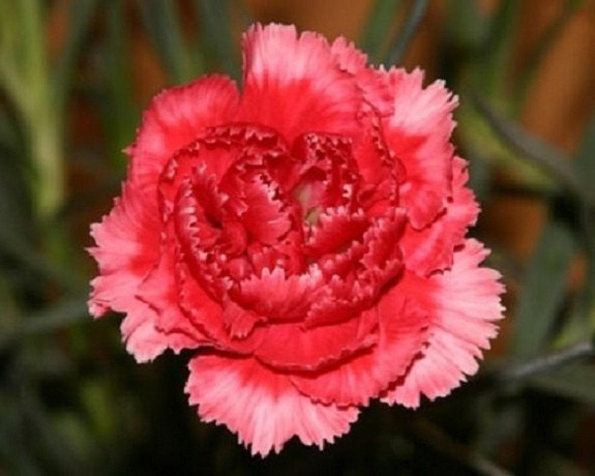 30+ Seeds Rose Red Carnation Flower Seeds - Perfect for Planting and G ...