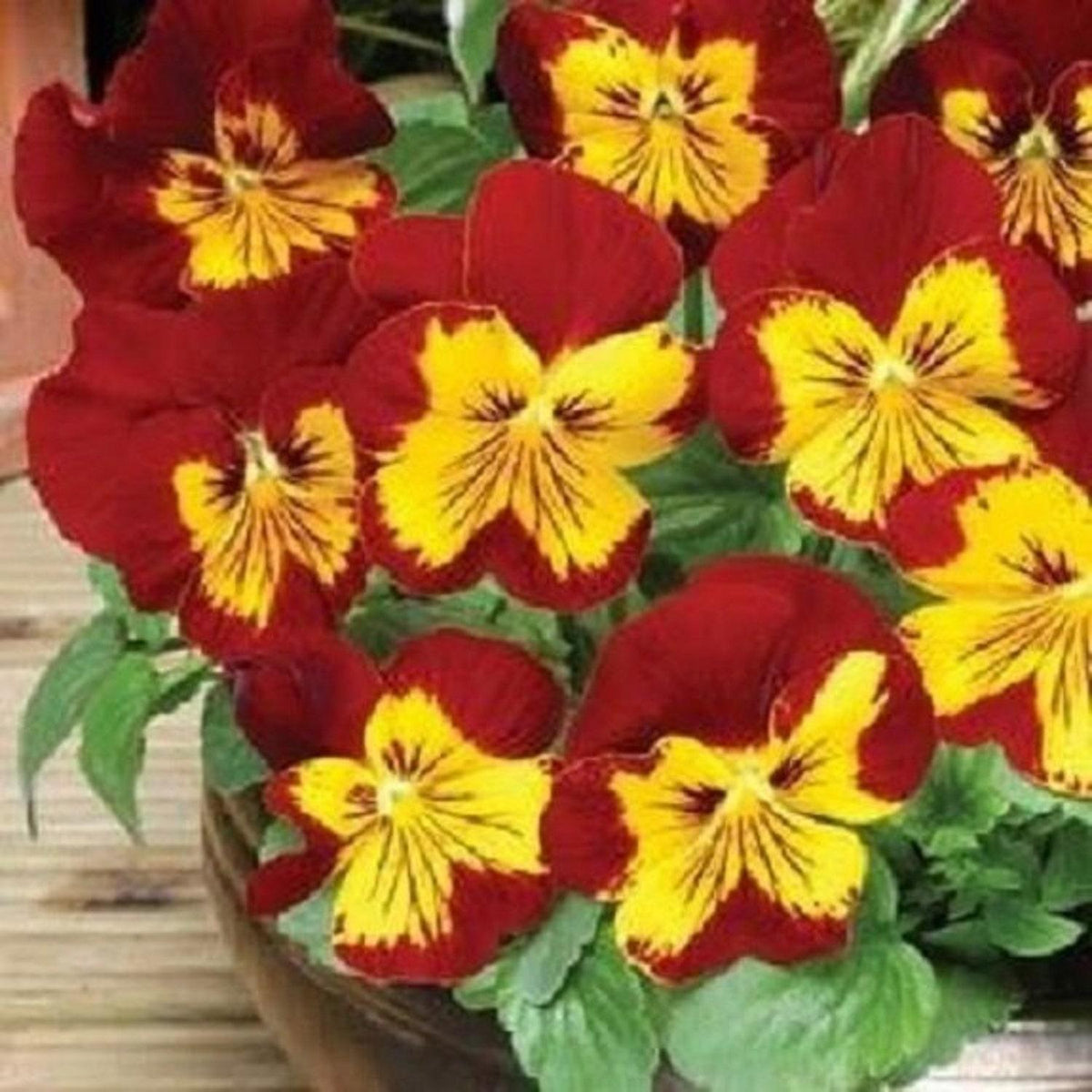 35+ Seeds Pansy Sunburst Panola Flower Seeds - Perfect for Planting an ...