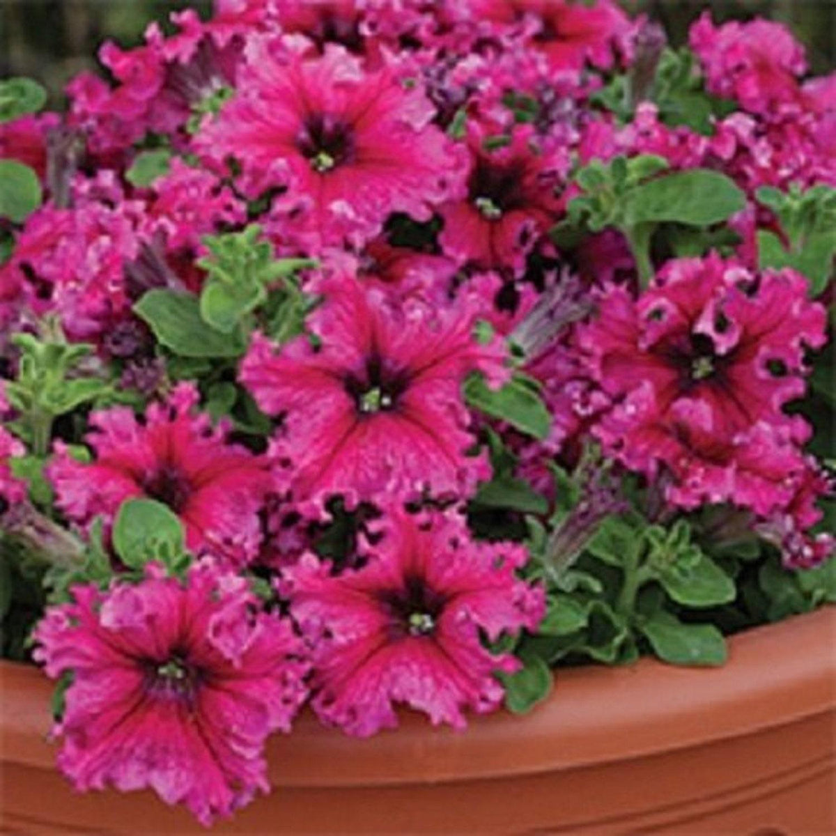 30+ Seeds Petunia Expresso Frappe Ruby Annual Flower Seeds - Perfect f ...