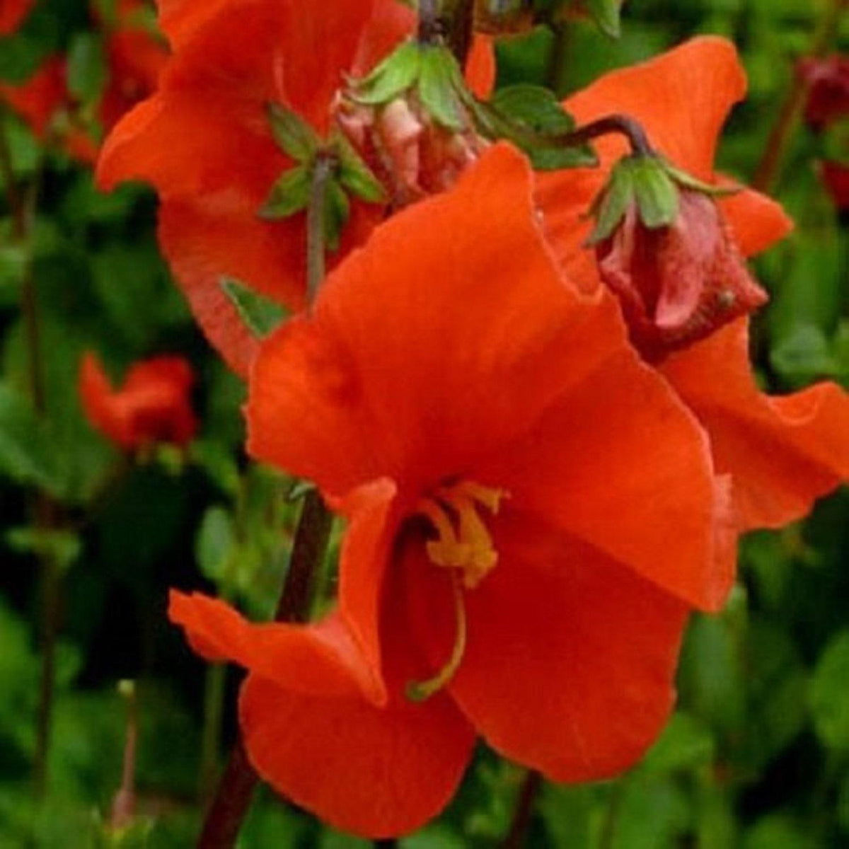 35+ Seeds Scarlet Mask Alonsoa Flower Seeds - Perfect for Planting and ...