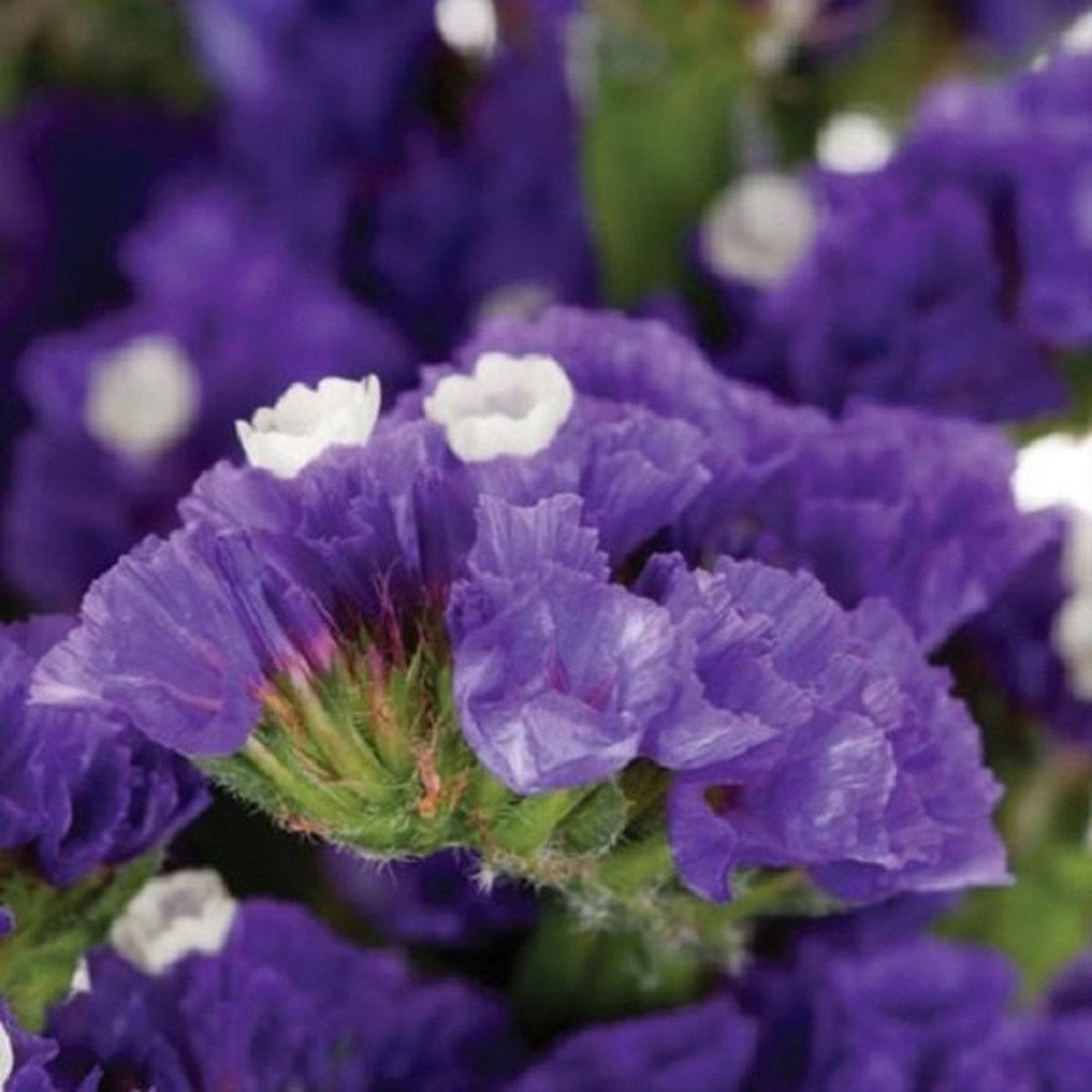 50+ Seeds Purple Attraction Statice Annual Flower Seeds - Perfect for ...