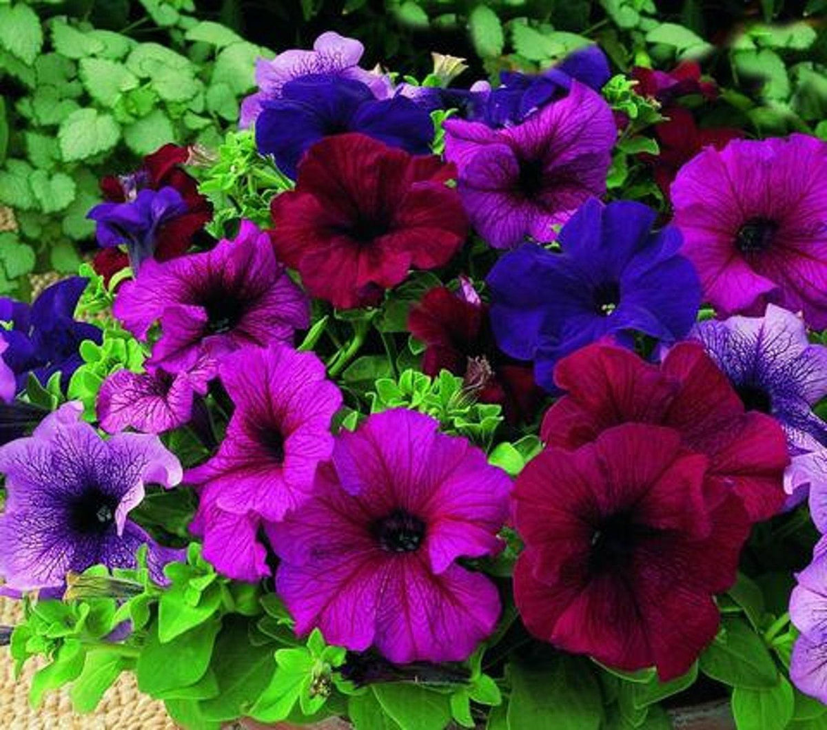 Seeds Flower Seeds 35+ Seeds , Pelleted Petunia Seeds Candypops Vein M ...