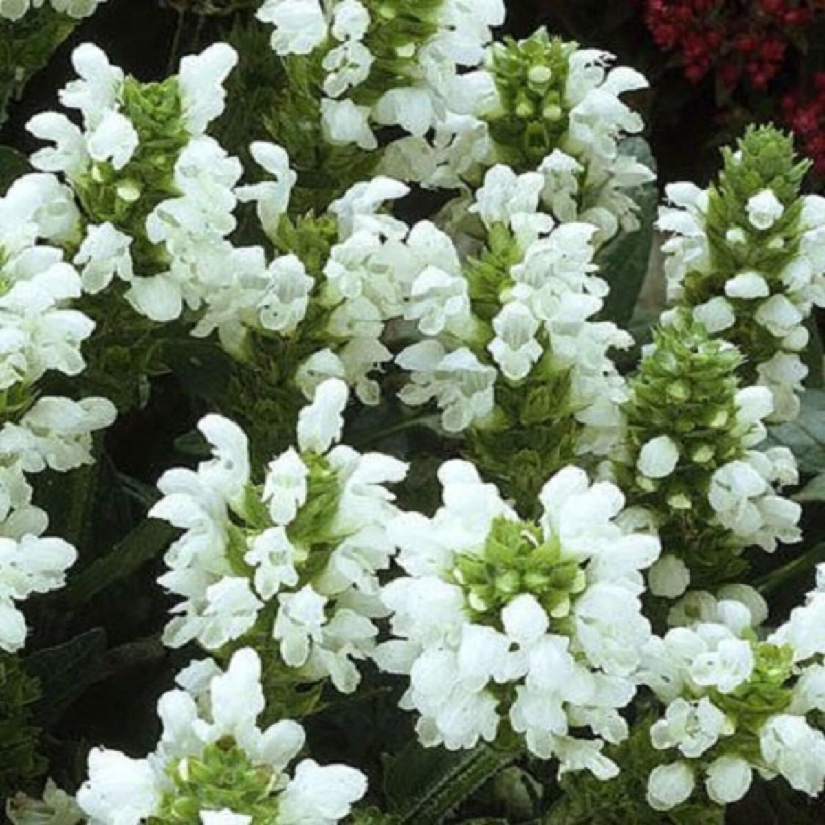 White Prunella Grandiflora Flower Seeds 50+ Seeds - Perfect for Planti ...