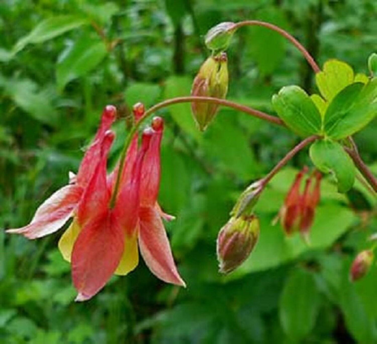 Eastern Red Aquilegia Columbine Flower Seeds Canadensis 35+ Seeds - Pe ...