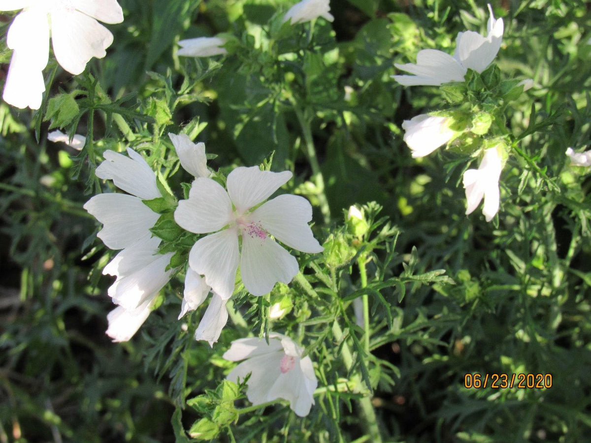 Hibiscus Moscheutos Swamp Mallow 35+ Seeds - Perfect for Planting and ...