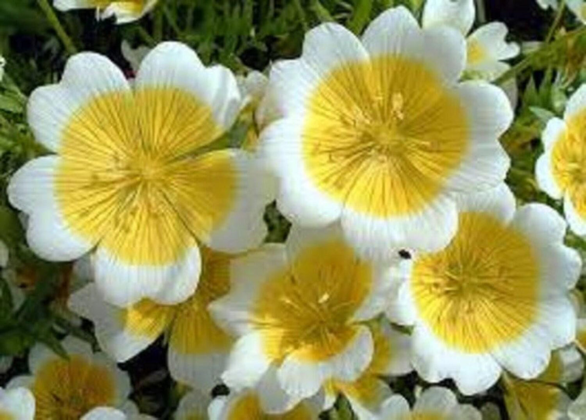 Poached Egg Plant Flower Seeds Limnanthus Douglasii Annual 50+ Seeds ...