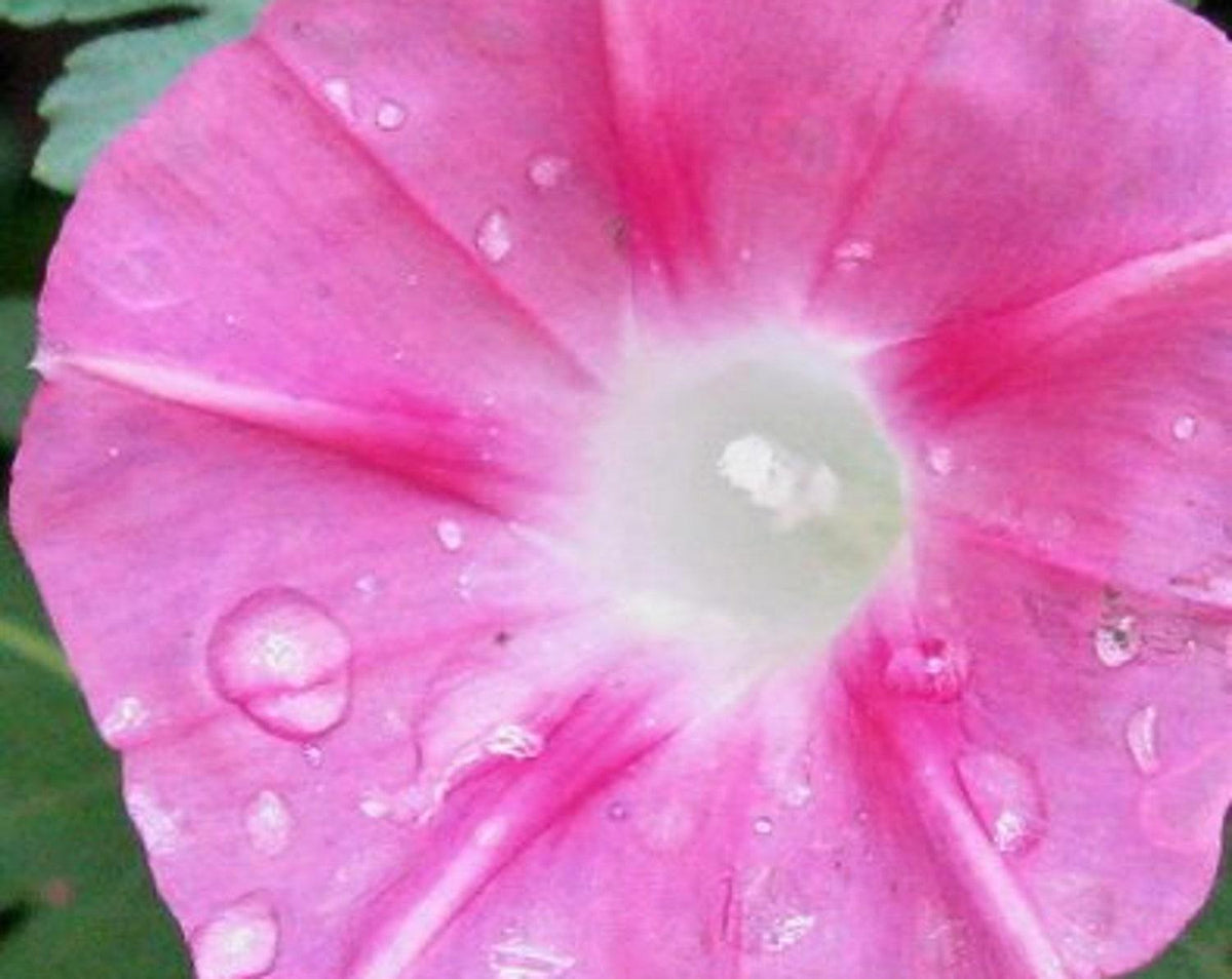50+ Seeds Aip) Candy Pink Morning Glory Seed Sweet Annual Seeds - Perf ...