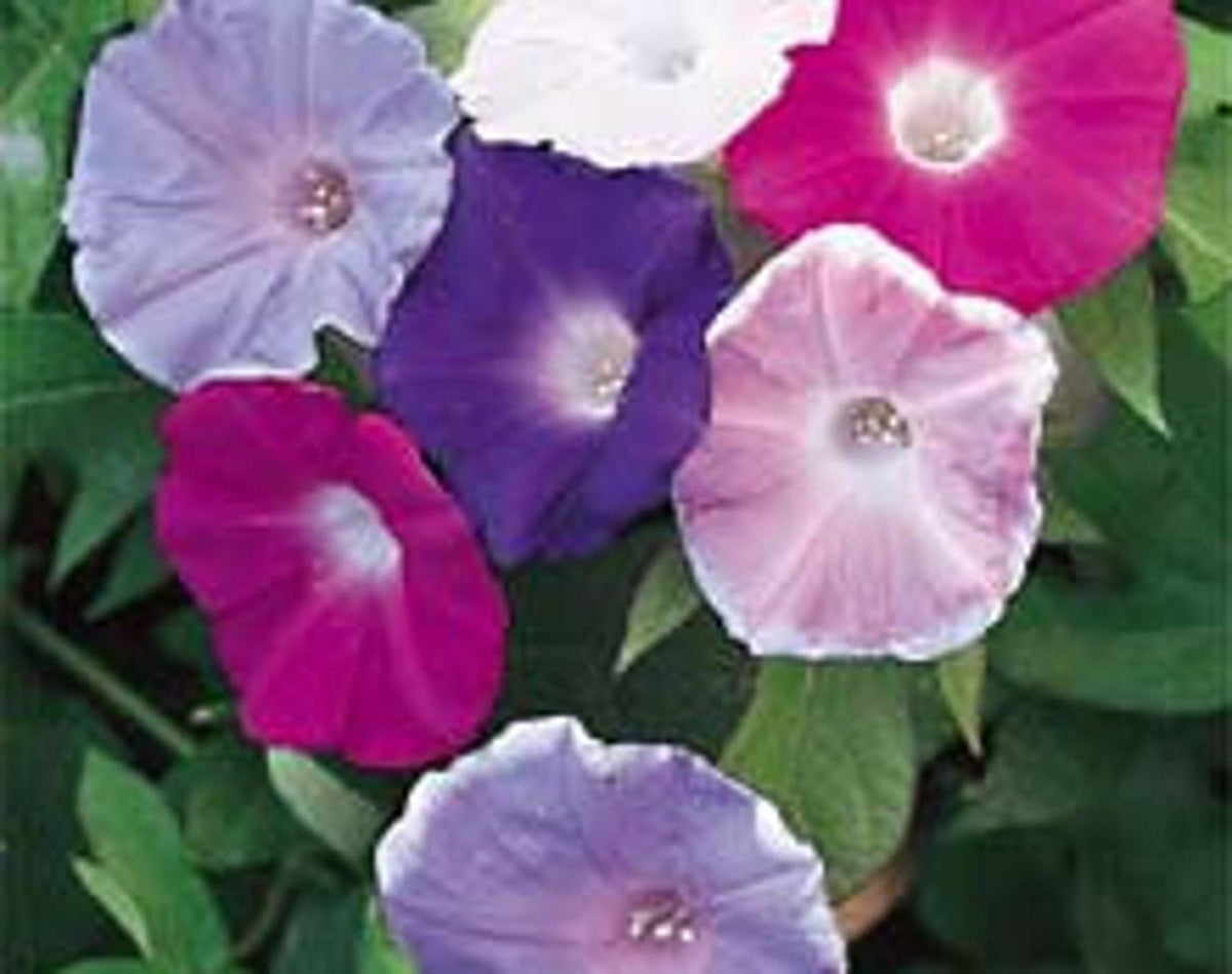 50+ Seeds Aip) Choice Mix Morning Glory Seeds Stunning Blush Of Colors ...
