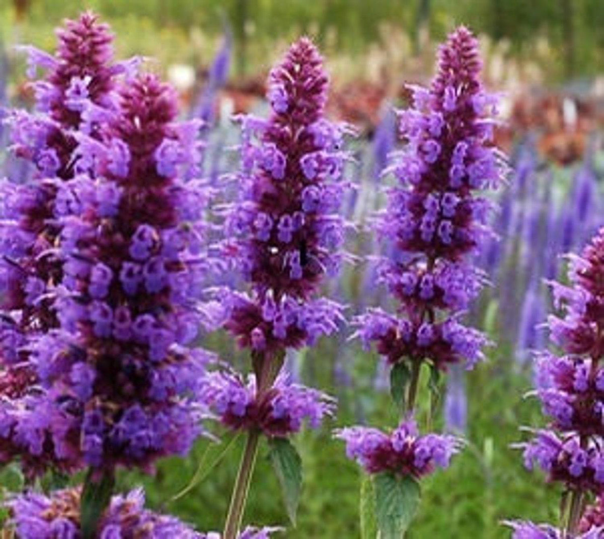 50+ Seeds Hh) Lavender Hyssop Seeds Healthy Agastache - Perfect for Pl ...