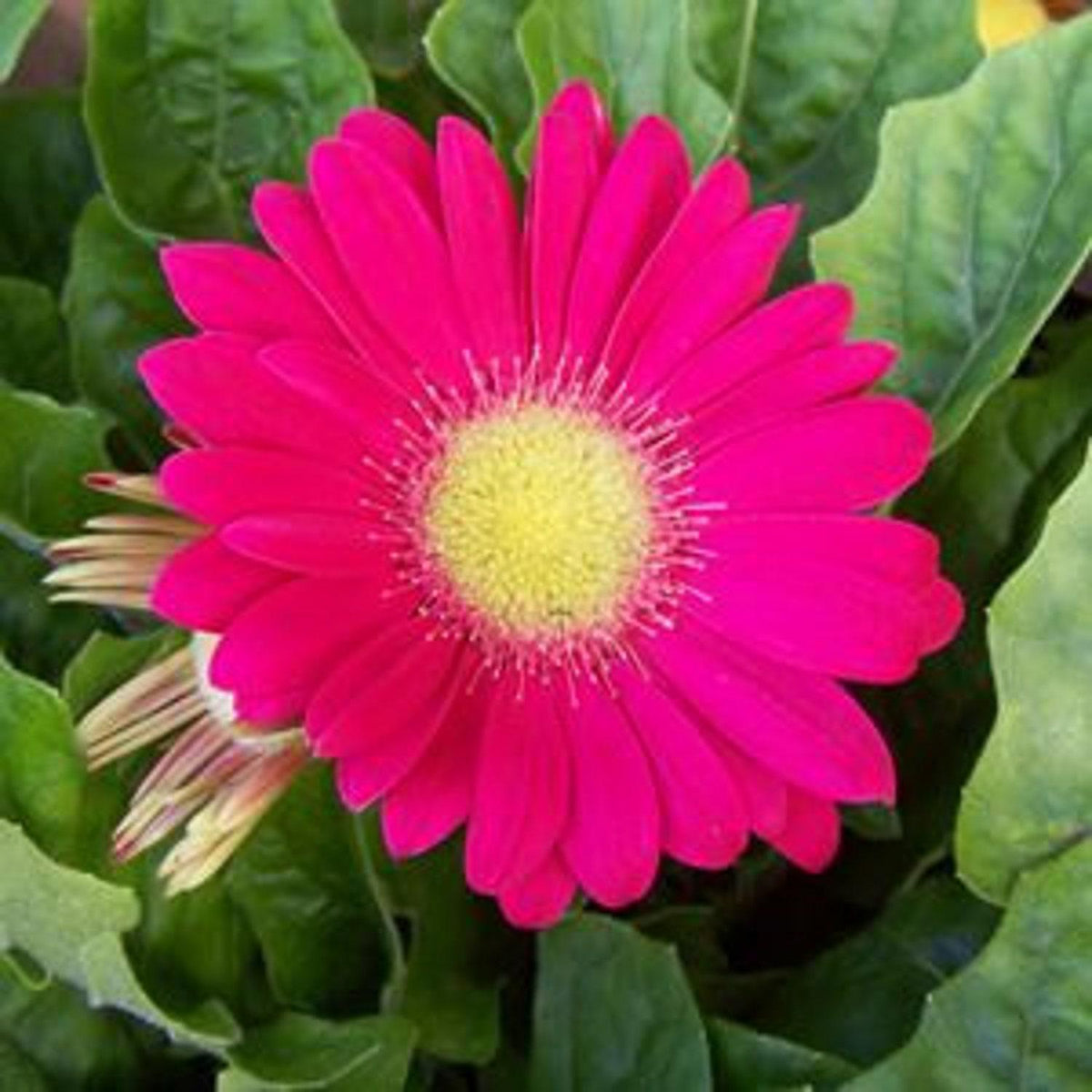 50+ Seeds Adgj) Jaguar Deep Rose Gerbera Daisy Seed Stunning Seeds - P ...