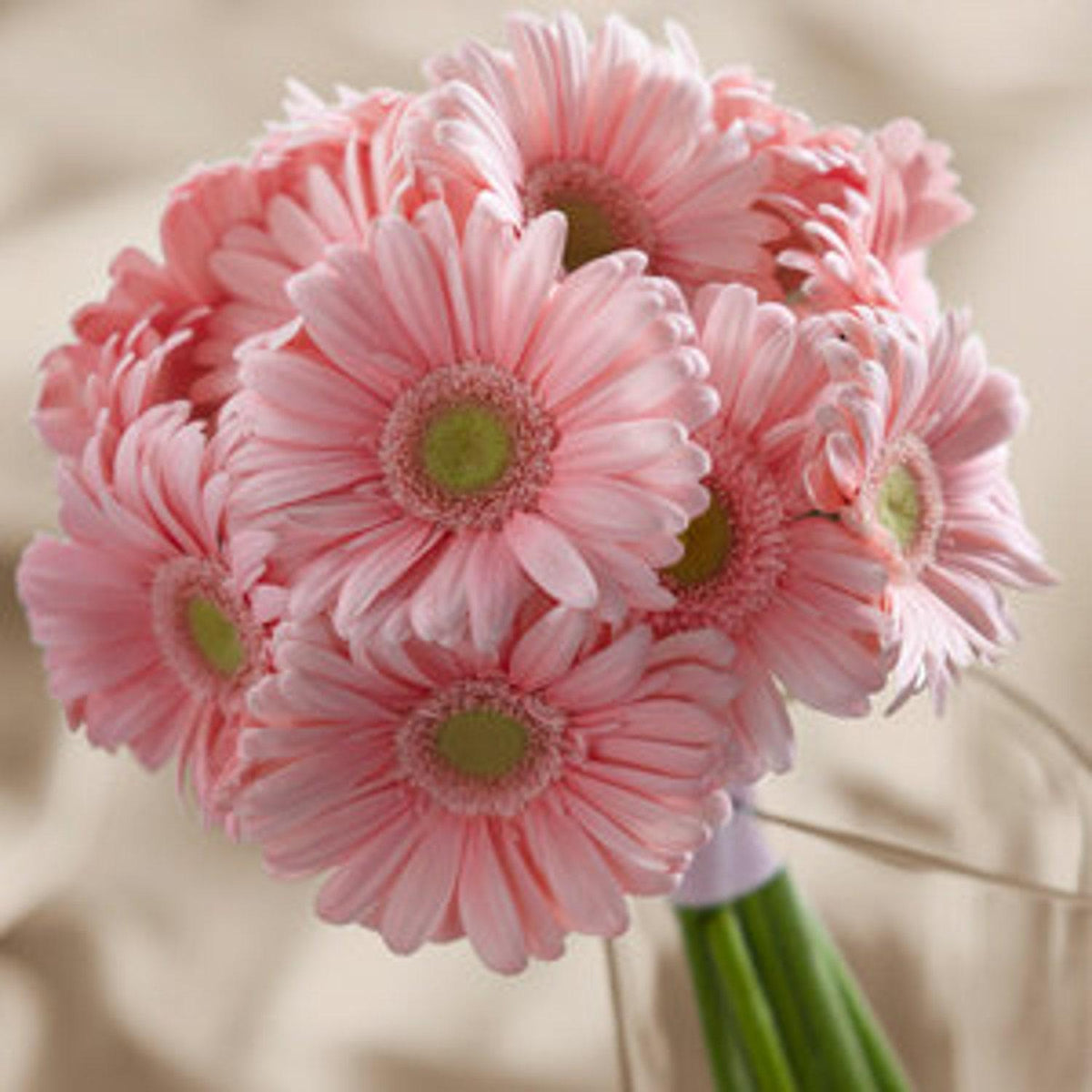 50+ Seeds Adgro) Royal Peachy Pink Gerbera Daisy Seed Superior Color S ...