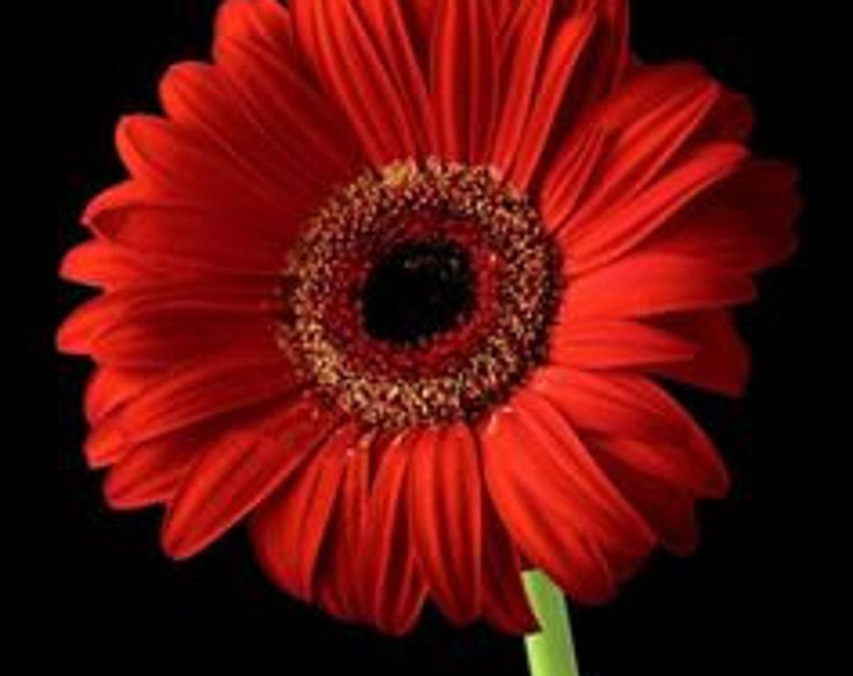 50+ Seeds Adgr) Revolution Red W Dark Eye Gerbera Daisy Seed Heat Tole ...