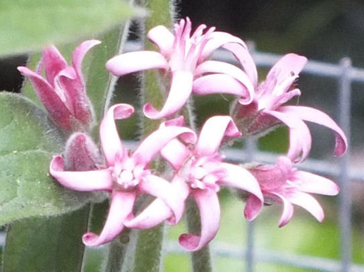 Tweedia Solanoides (pink Tweedia) 35+ Seeds - Perfect for Planting and ...