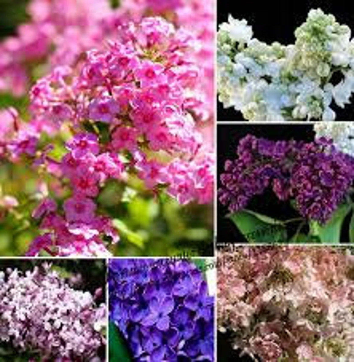 50+ Seeds Tsl) Mixed Lilac Seeds Varieties Galore - Perfect for Planti ...