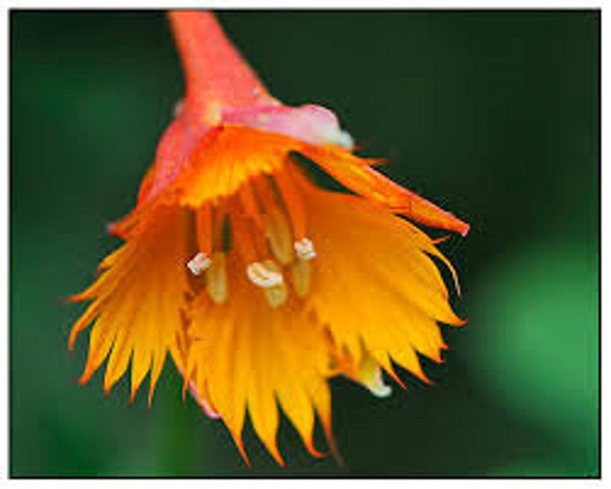 50+ Seeds Ana) Phoenix Nasturtium Seeds A Heavenly Bird - Perfect for ...