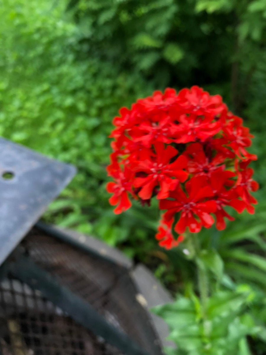 50+ Seeds Save Stray Cats Lychnis Chalcedonica (silene Chalcedonica) S ...