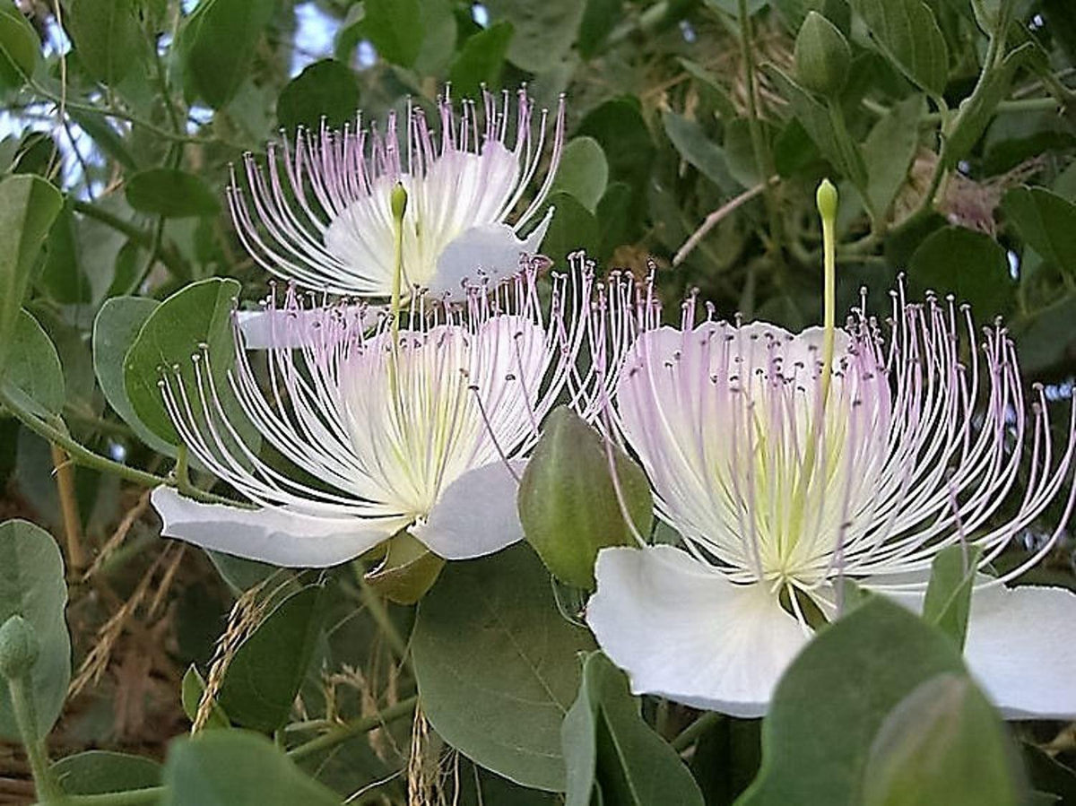 35+ Seeds Caper Bush Edible Capers Flinders Rose Flower Capparis Spino ...