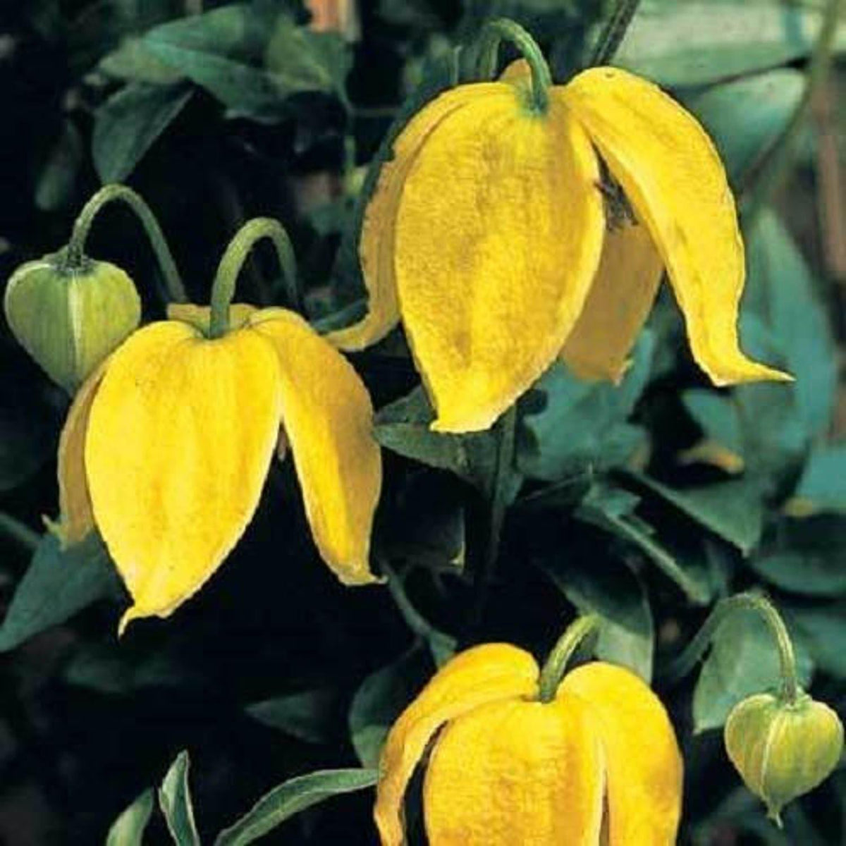 35+ Seeds Yellow Clematis Radar Love Vine Climber Clematis Tangutica F ...