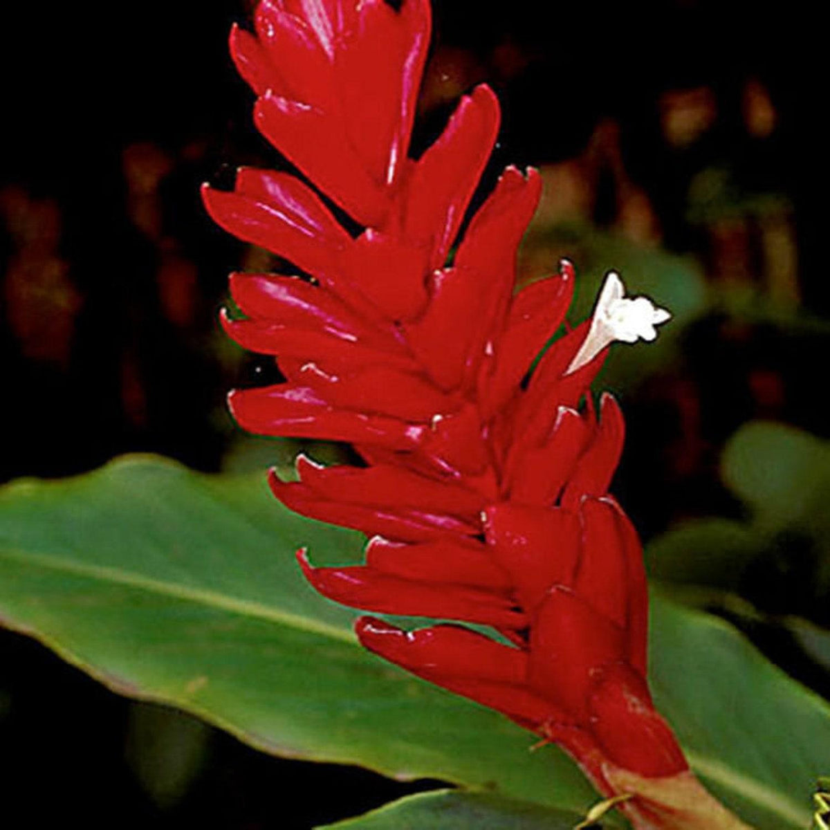 50+ Seeds Dwarf Red Ginger Alpinia Purpurata Seeds Plant - Perfect for ...
