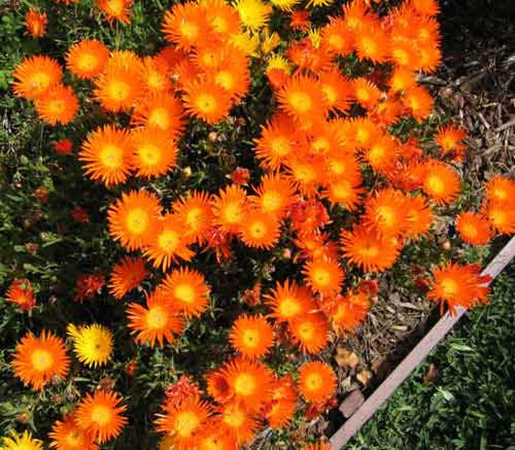Daisy Seeds: Cheerful Blooms for Your Garden – Tagged "ALL Fruits ...