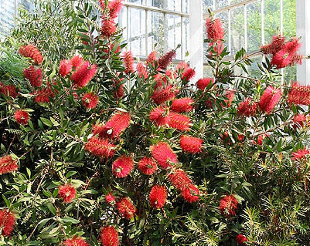 40+ Seeds Crimson Bottlebrush Callistemon Citrinus Flowering Shrub Bus ...