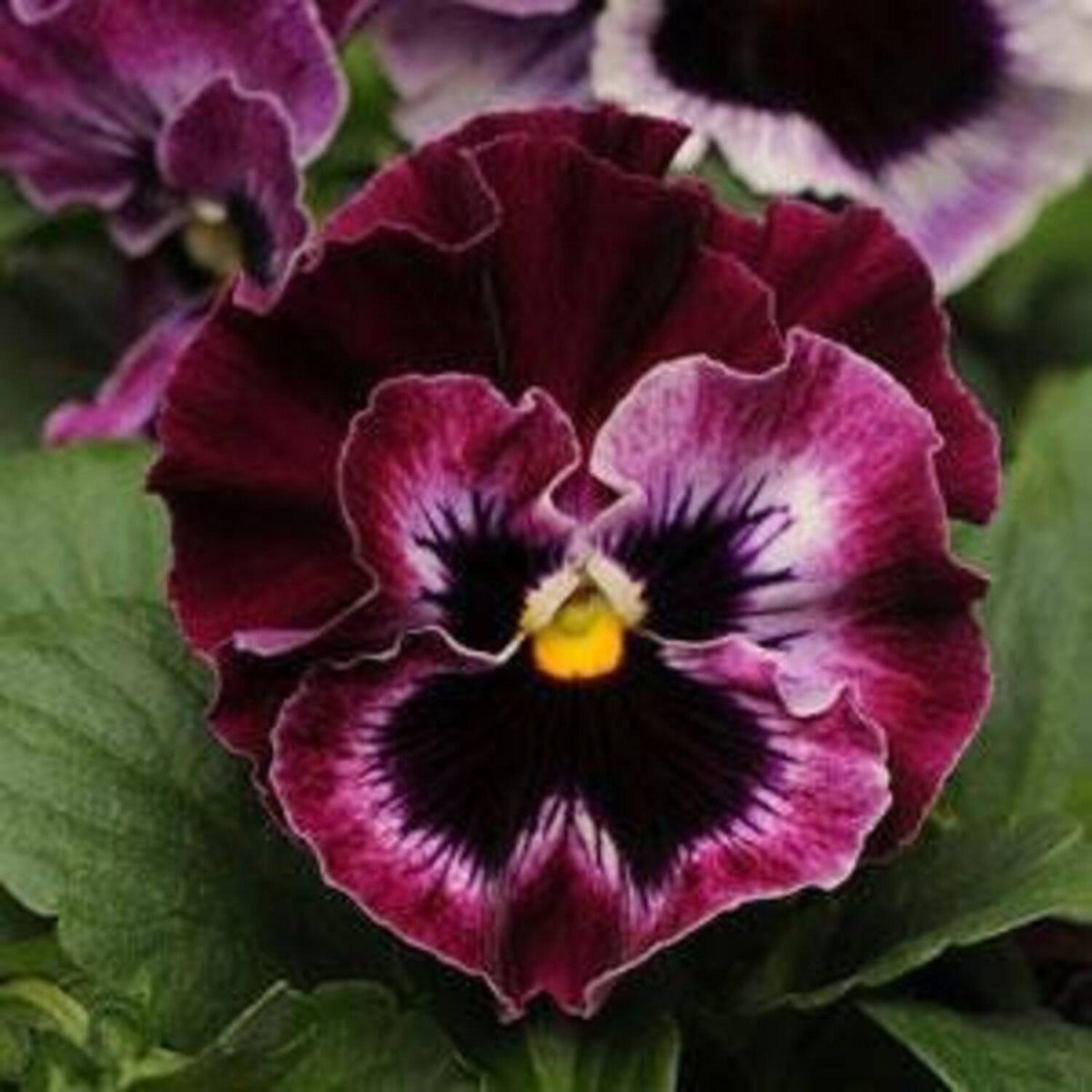 Mpb Pansy Seeds Frizzle Sizzle Raspberry 100+ Seeds Seeds - Perfect fo ...