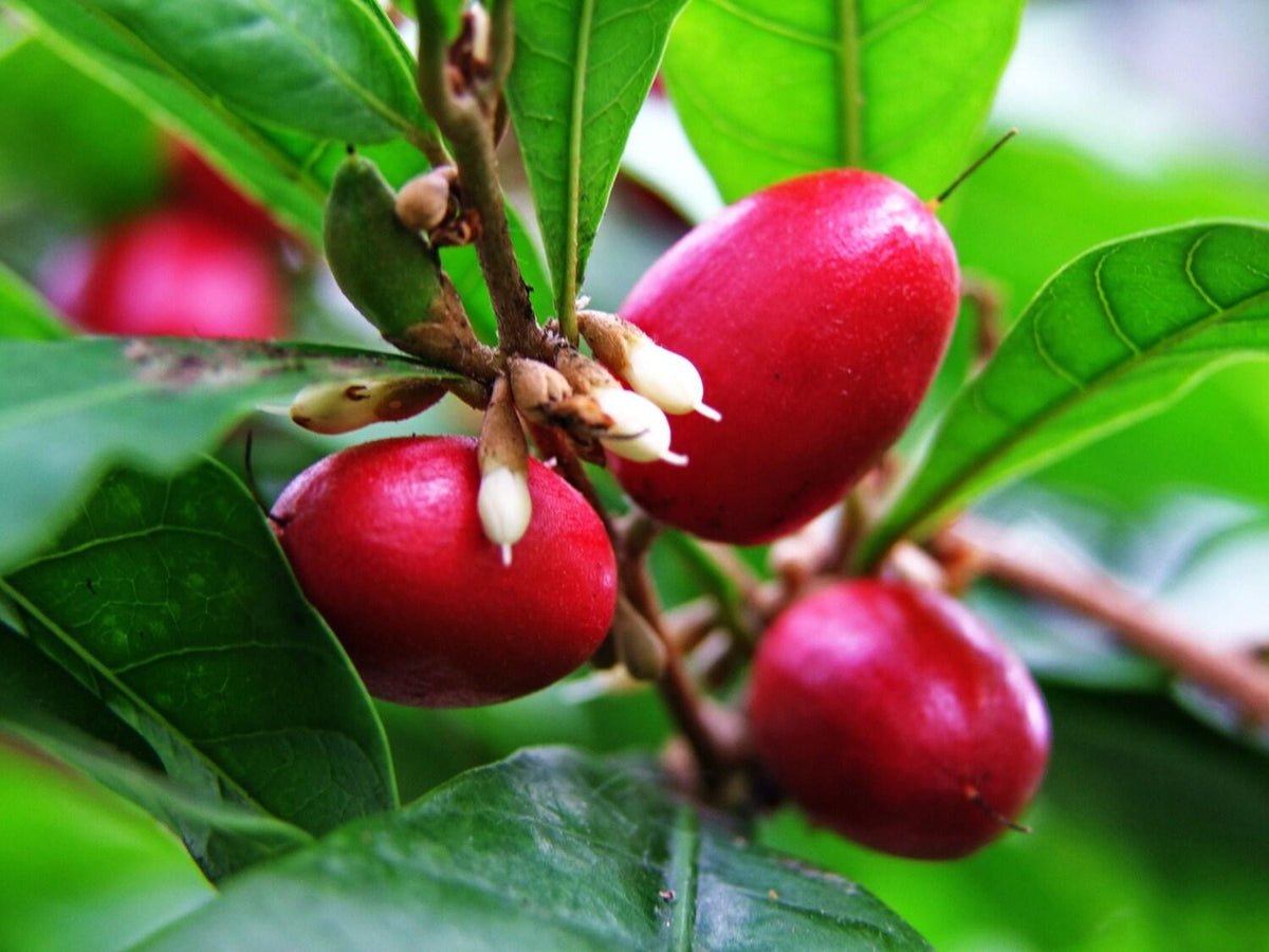 Rare Miracle Fruit Seeds, Miracle Berry, Synsepalum Dulcificum, Flavor ...