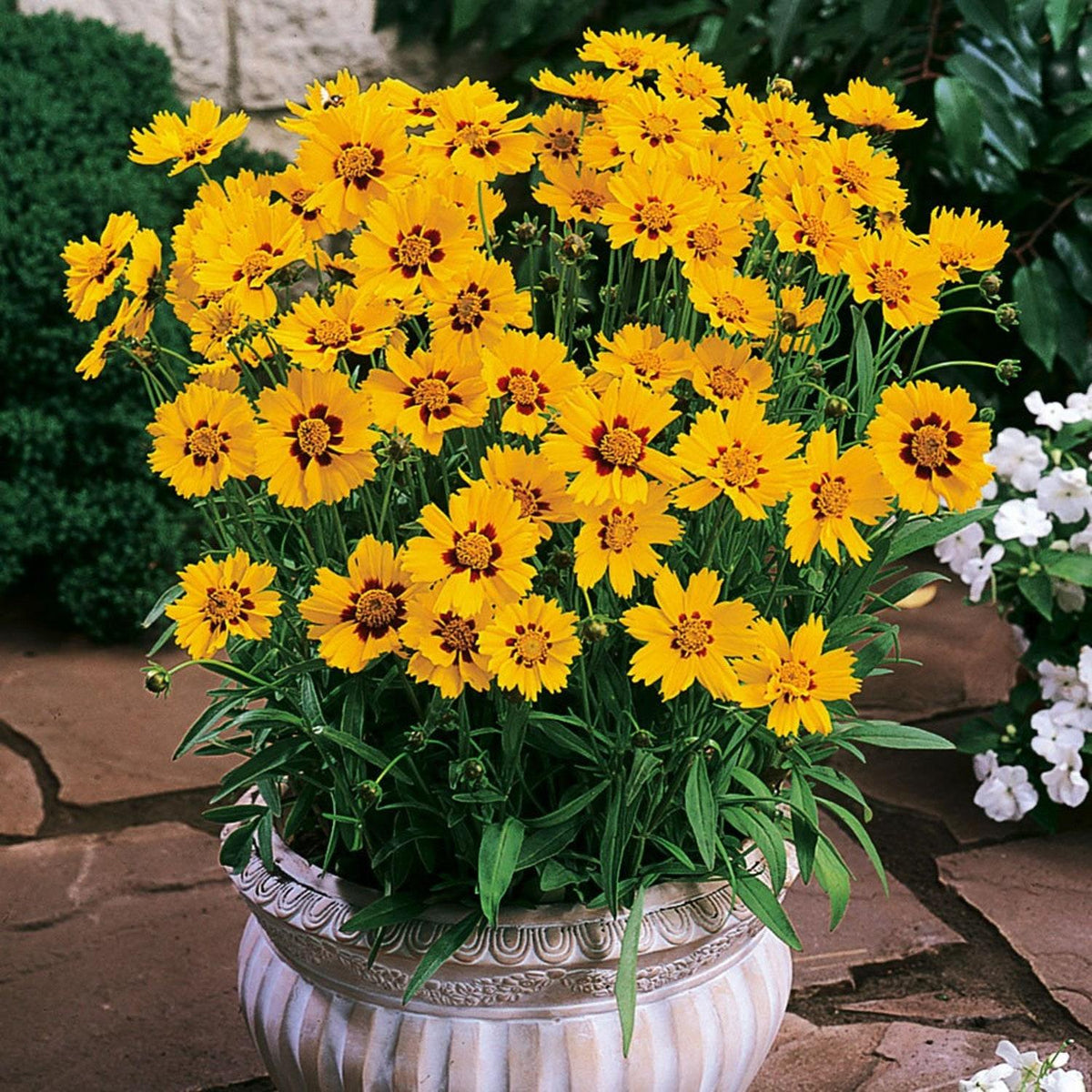 Coreopsis Annuals Flower Seeds From Ukraine 100+ Seeds - Perfect for P ...
