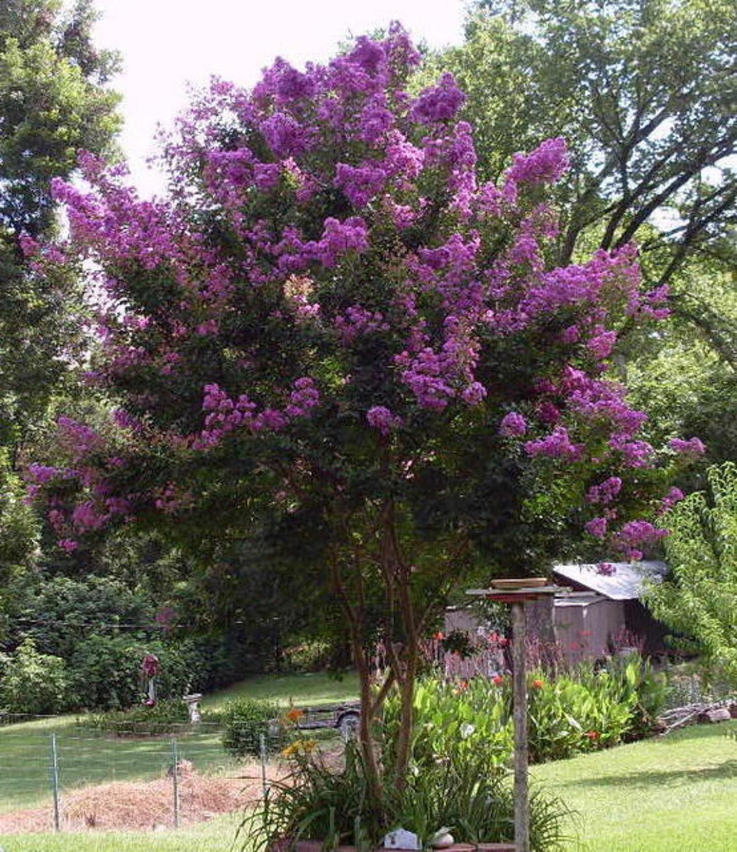 35+ Seeds Purple Crepe Myrtle Lagerstroemia Indica Flowering Shrub Bus ...