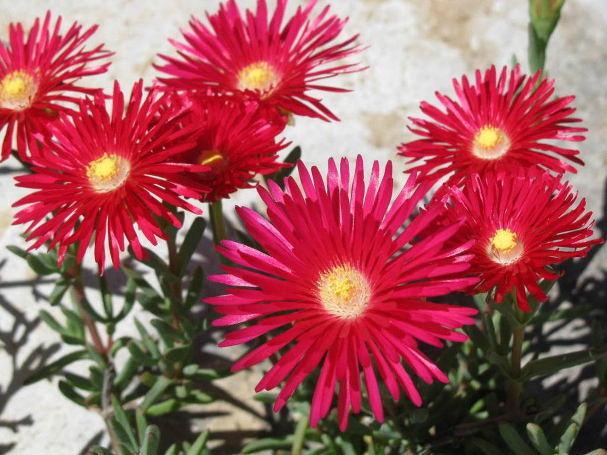 100+ Seeds Gelato Bright Red Ice Plant Mesembryanthemum Daisy Seedssto ...