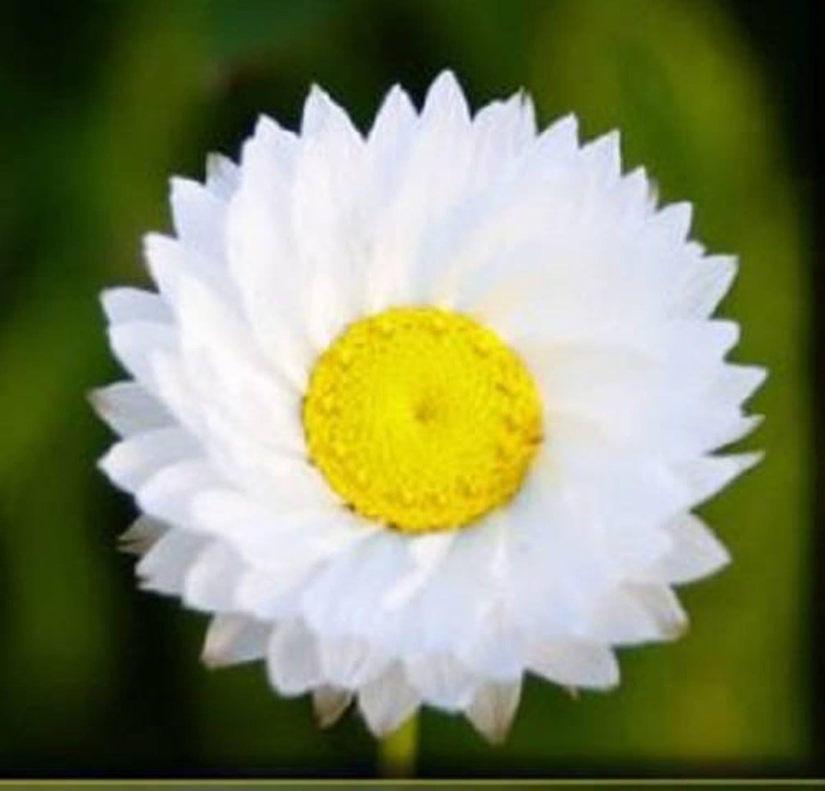100+ Seeds White Winged Everlasting Ammobium Alatum Flower Seeds - Per ...