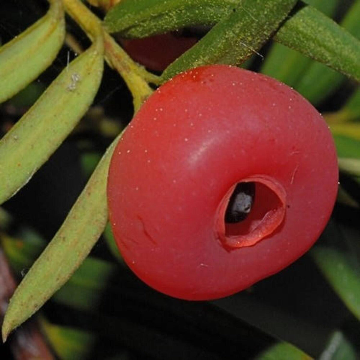 Himalayan Yew Tree Seeds (taxus Wallichiana Mairei) 35+ Seeds - Perfec ...