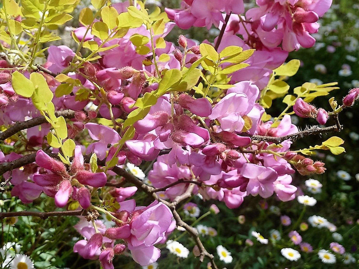 35+ Seeds Rose Locust Pink Acacia Flower Robinia Hispida Fertilis Tree ...