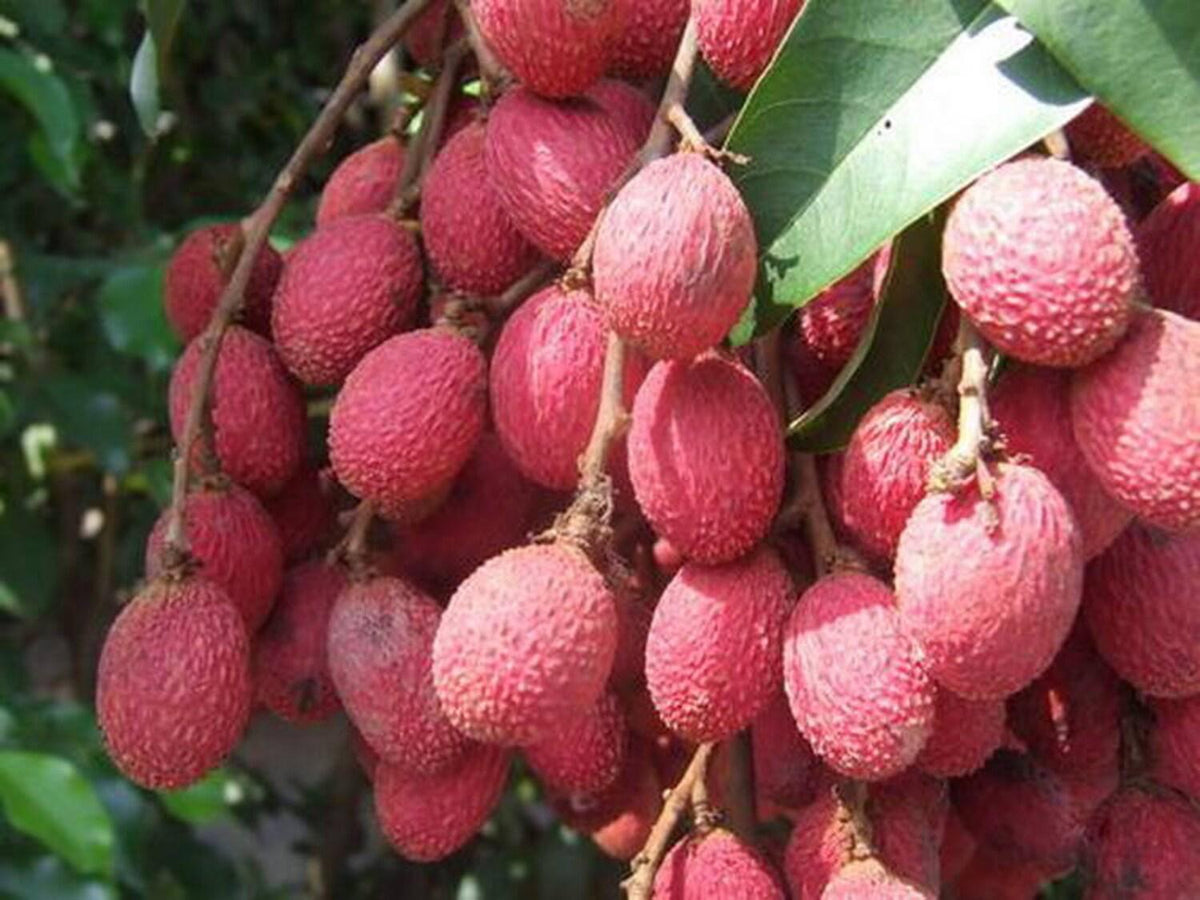 Fresh 100+ Seeds Lycheelichee Seeds, Litchi Chinensis, Exotic, Tropica ...