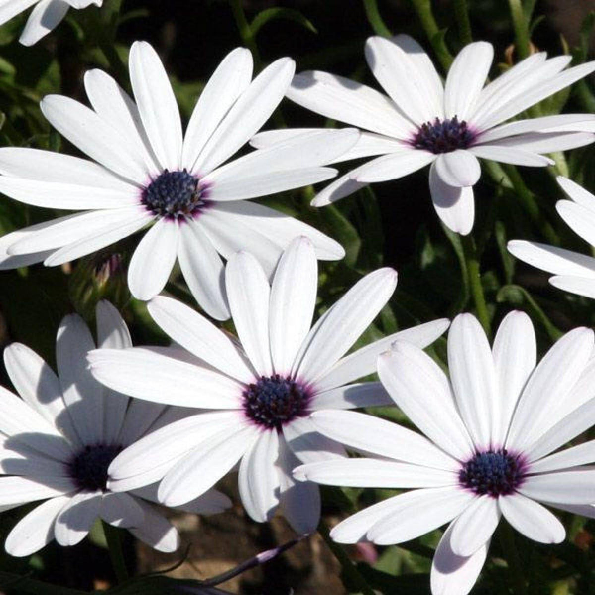 Dimorphotheca Aurantiaca Tetra White Flower Seeds From Ukraine 100+ Se ...
