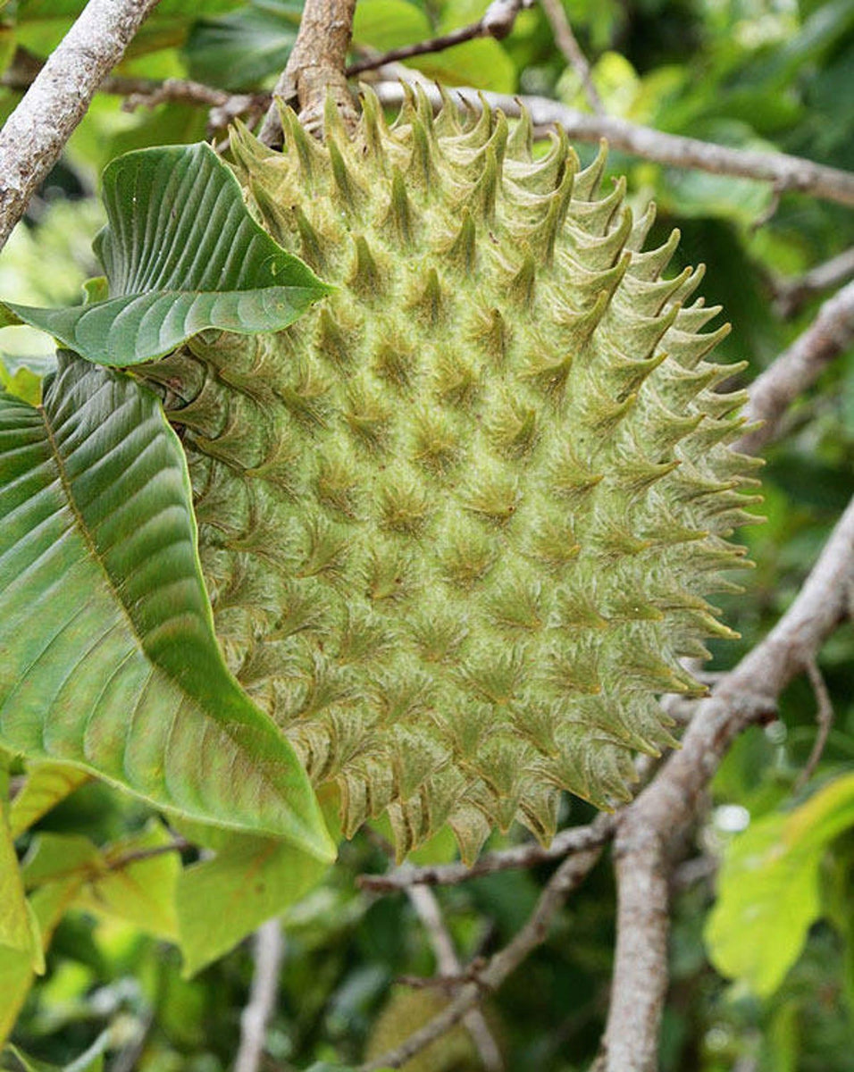 Ana Purpurea Soncoya Cabeza De Negro 35+ Seeds - Perfect for Planting ...