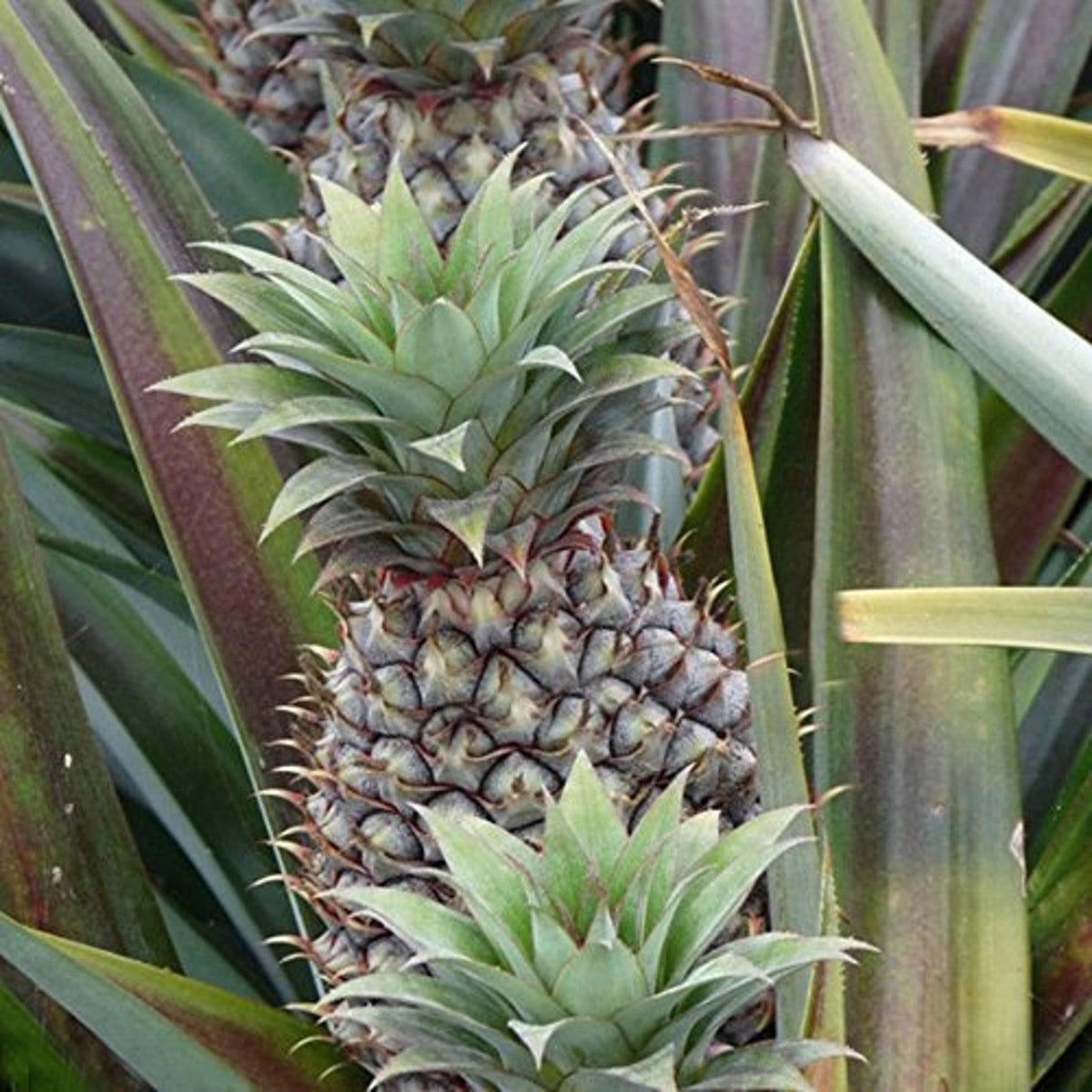 50+ Seeds Sugarloaf Pineapple (kona Sugarloaf) Ananas Comosus Seeds Pl ...