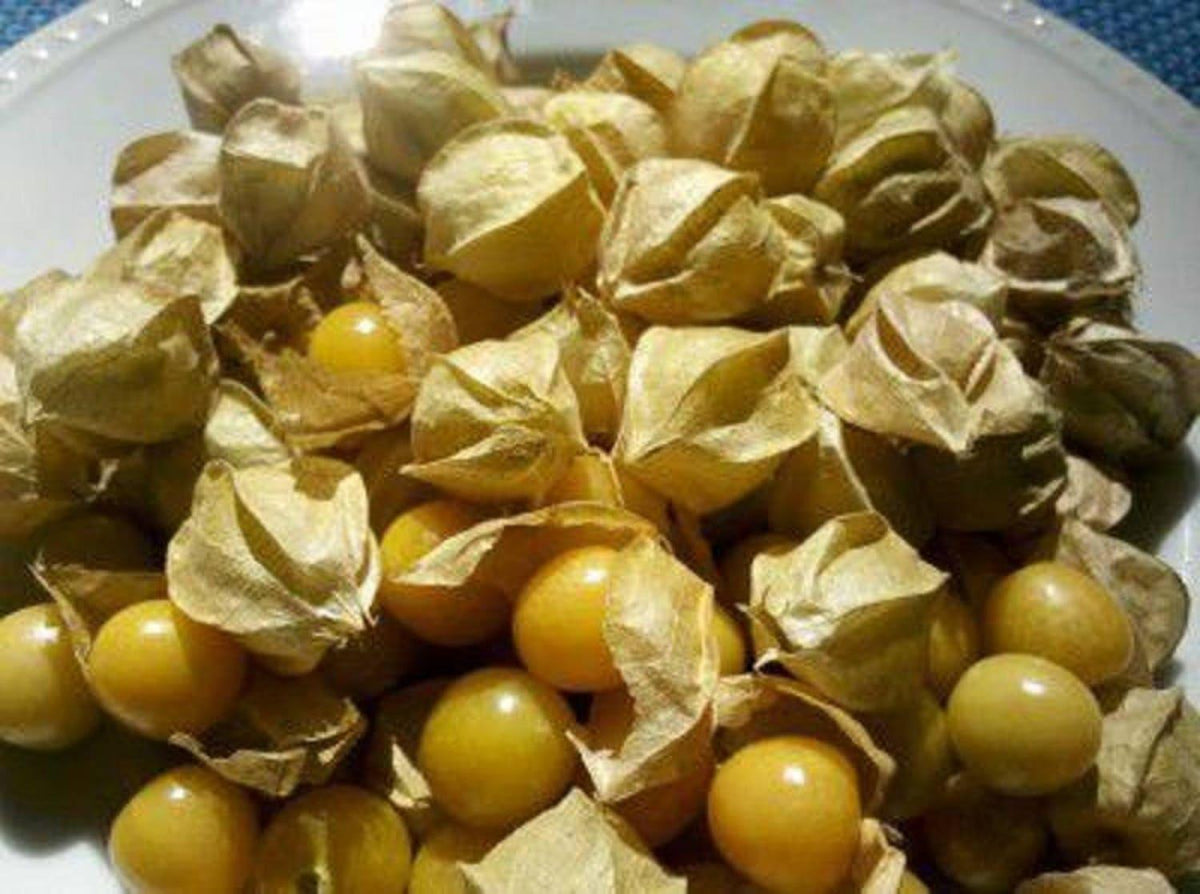 Ground Cherry Husk Cherry Physalis Pruinosa 35+ Seeds Annual - Perfect ...