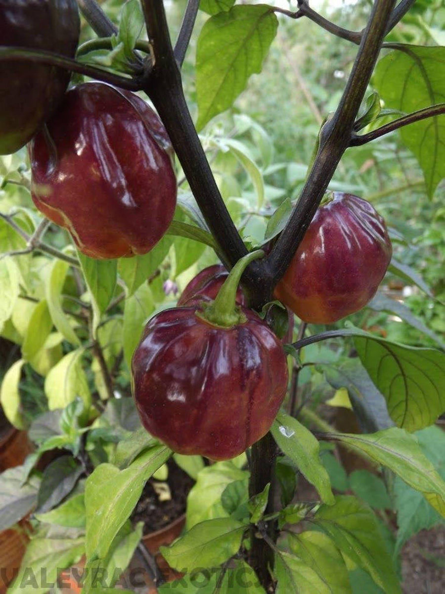 Purple Peach Habanero (cgn100+ Seeds ), Seeds (ch ) - Perfect for Plan ...