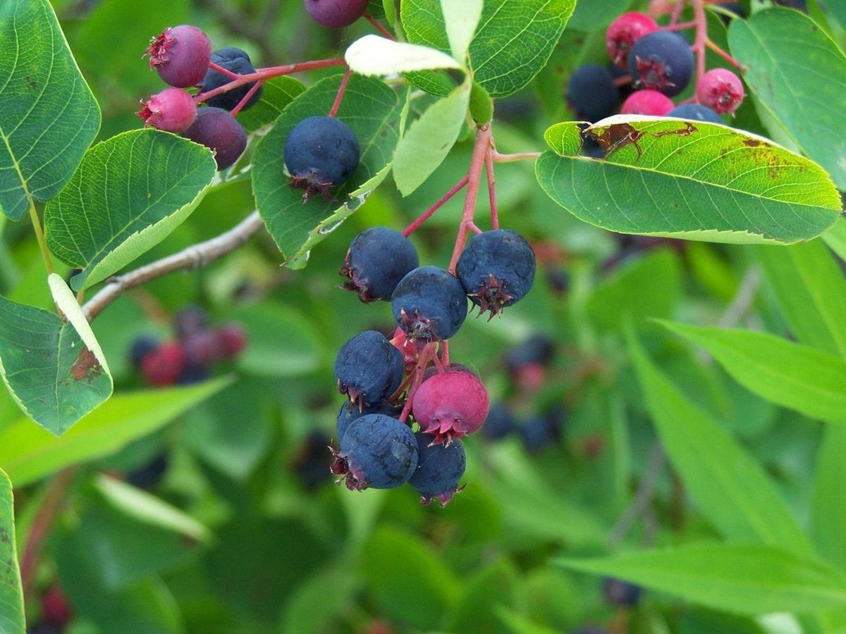 Juneberry, Serviceberry, Amelanchier Lamarckii 50+ Seeds (g ) - Perfec ...