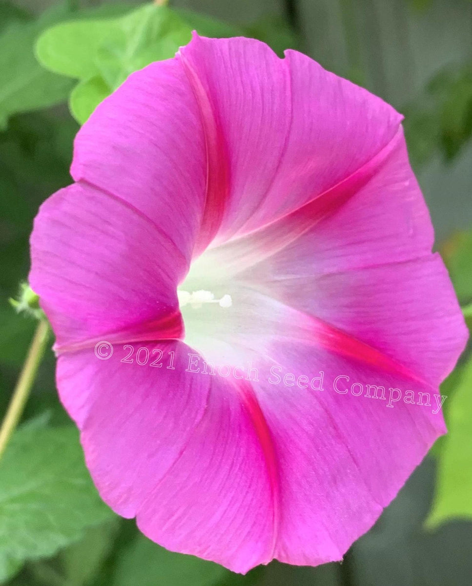 Morning Glory Mix Our Selection Of Party Dress, Crimson Rambler And Ce ...