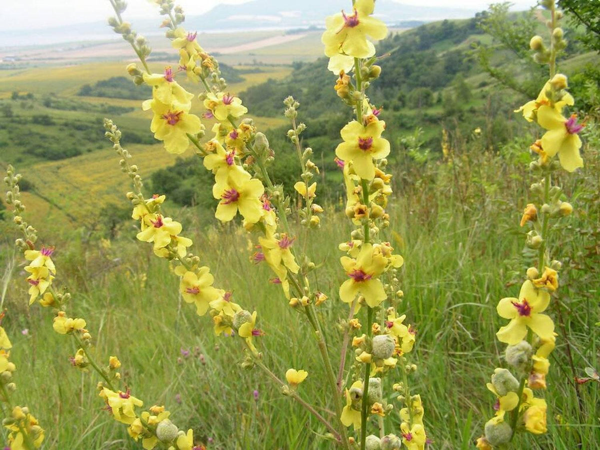 50+ Seeds Moth Mullein Verbascum Blattaria Wildflower Seeds - Perfect ...