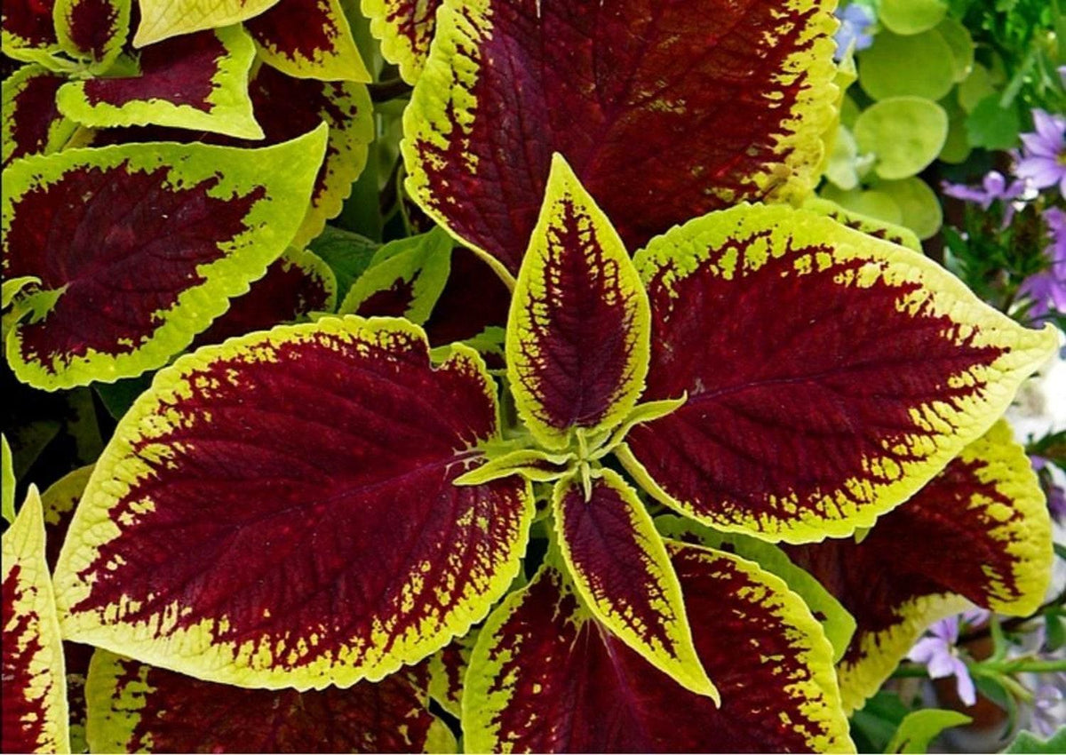 Coleus Ruby Red With Wide Green Margin Compact 35+ Seeds - Perfect for ...