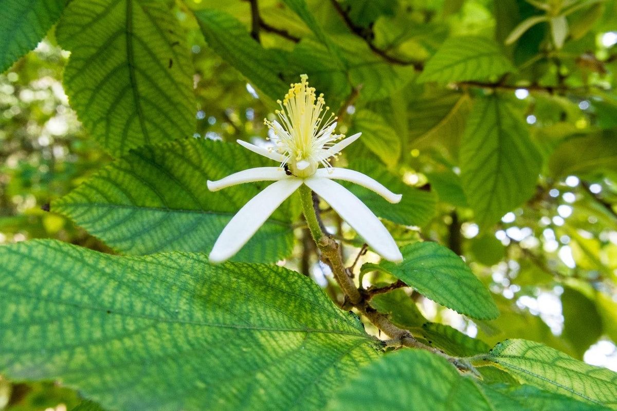 35+ Seeds Grewia Optiva Bihul Great Ted Tropical Multi Use Plant Read ...