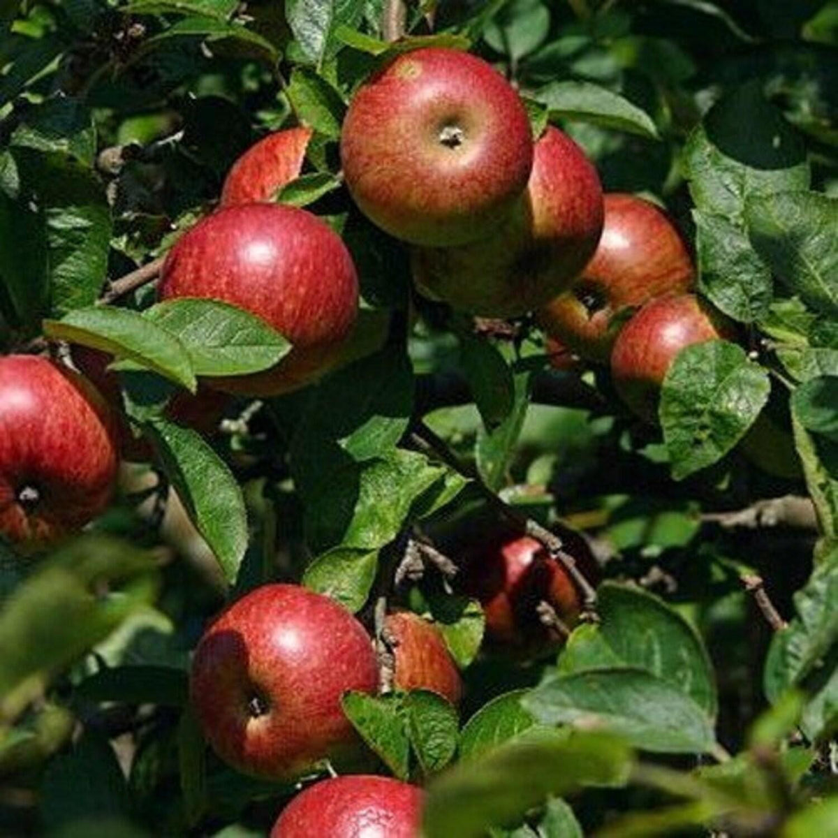Paradise Apple Tree Seeds (malus Pumila) 35+ Seeds - Perfect for Plant ...