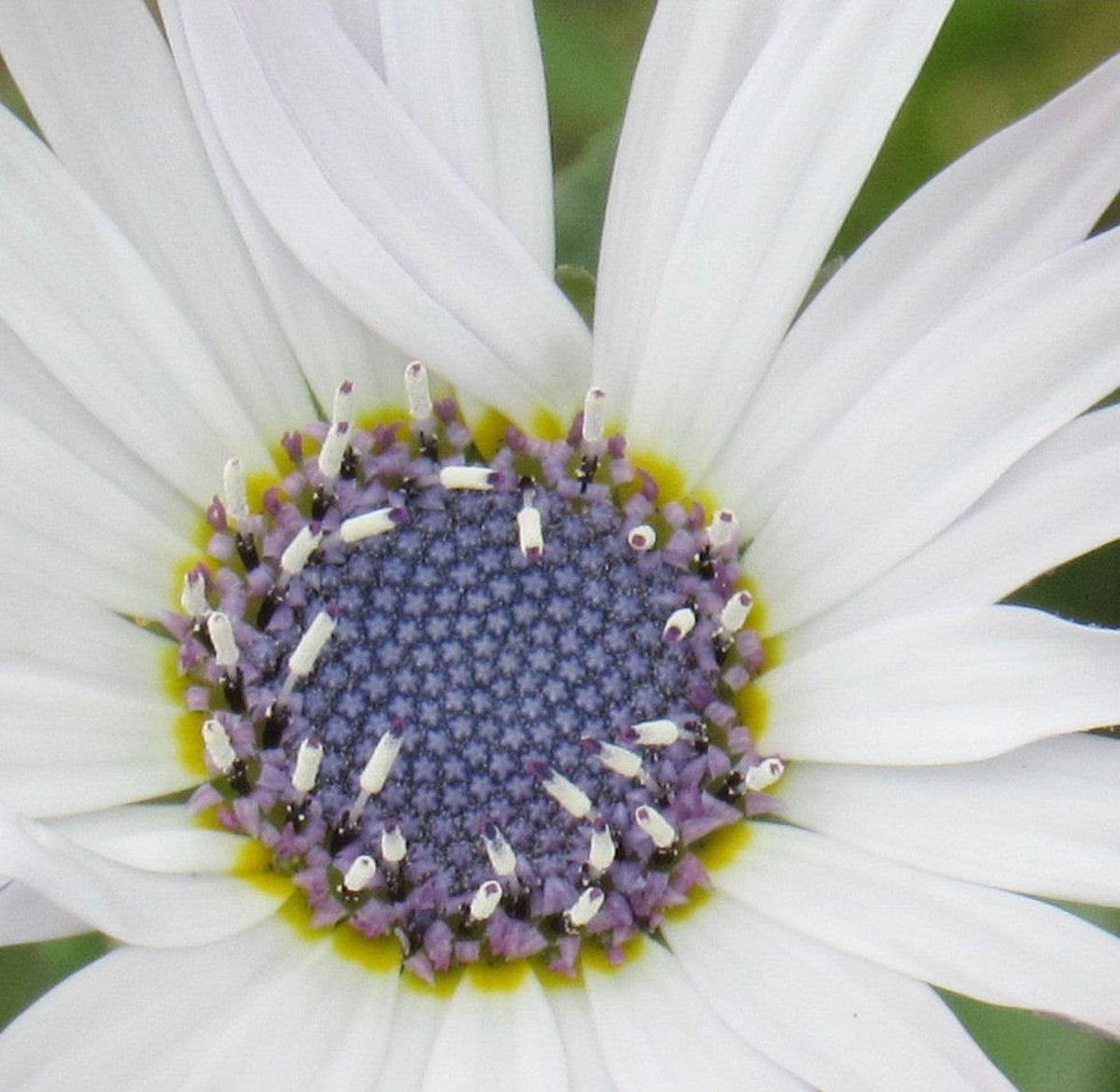 Arctotis Venusta (blue Eyed African Daisy) 50+ Seeds - Perfect for Pla ...