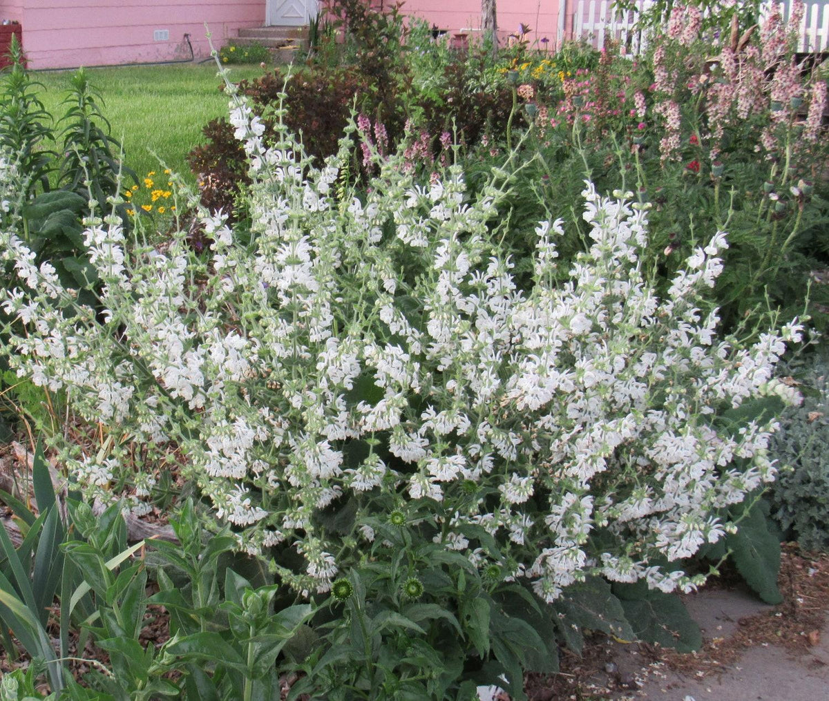Salvia Argentea Silver Sage 35+ Seeds - Perfect for Planting and Gifti ...