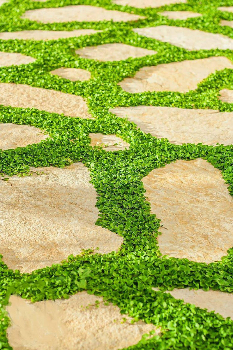 50+ Seeds Mercury Bay Weed Dichondra Repens Beautiful Mat Forming Grou ...